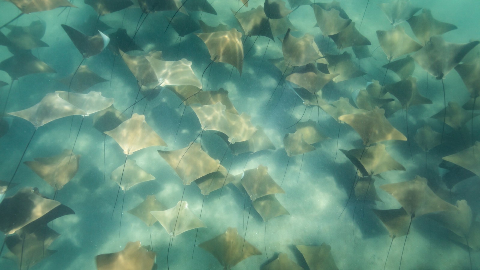 Drone Captures Thousands Of Cownose Rays Off Florida Beach