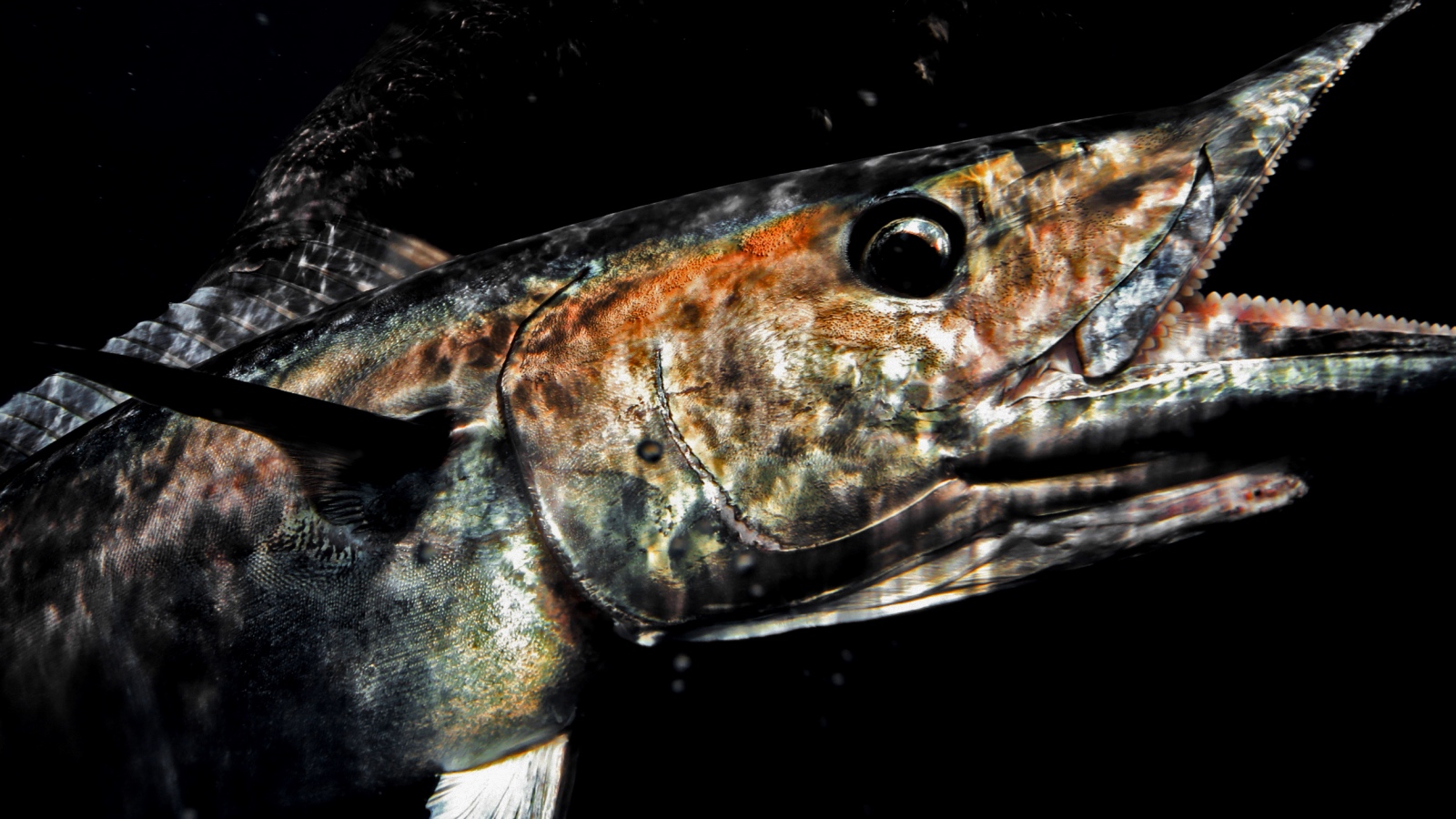 Guys Spearfishing Land The Biggest Wahoo We've Ever Seen