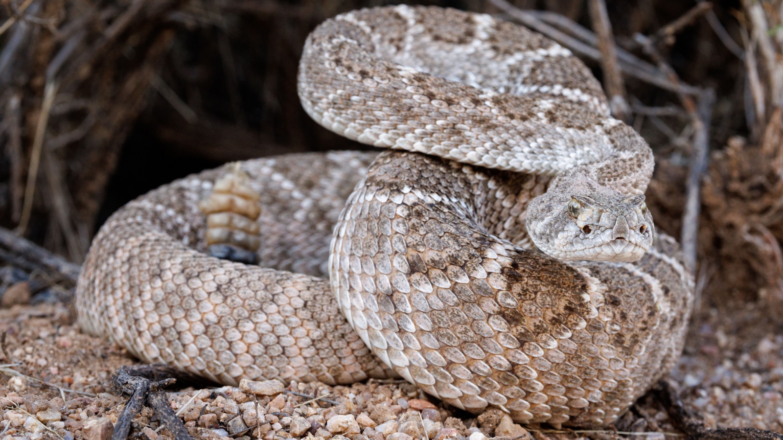 Arizona Man Finds 20 Rattlesnakes Making Spine-Chilling Noise