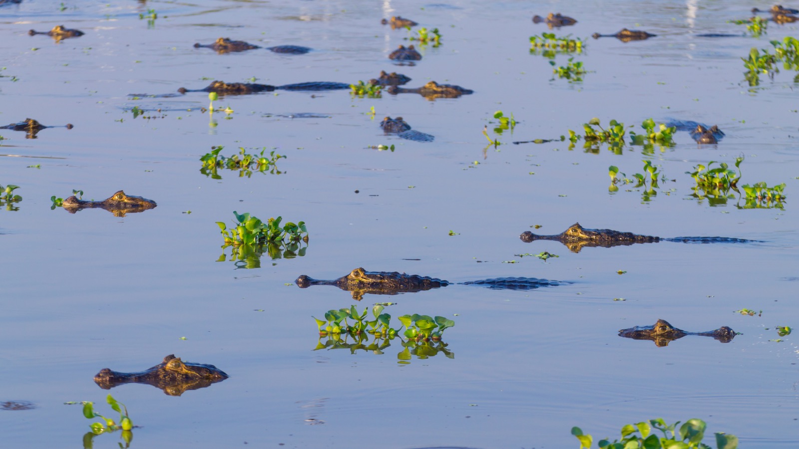 Viral Videos Reveals More Amazon Caimans Than Eyes Can See