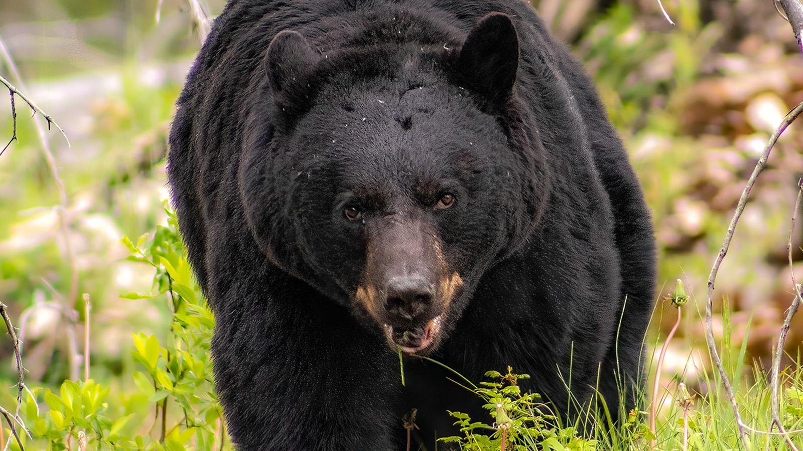 California Man Finds Massive Bear Living Under His House