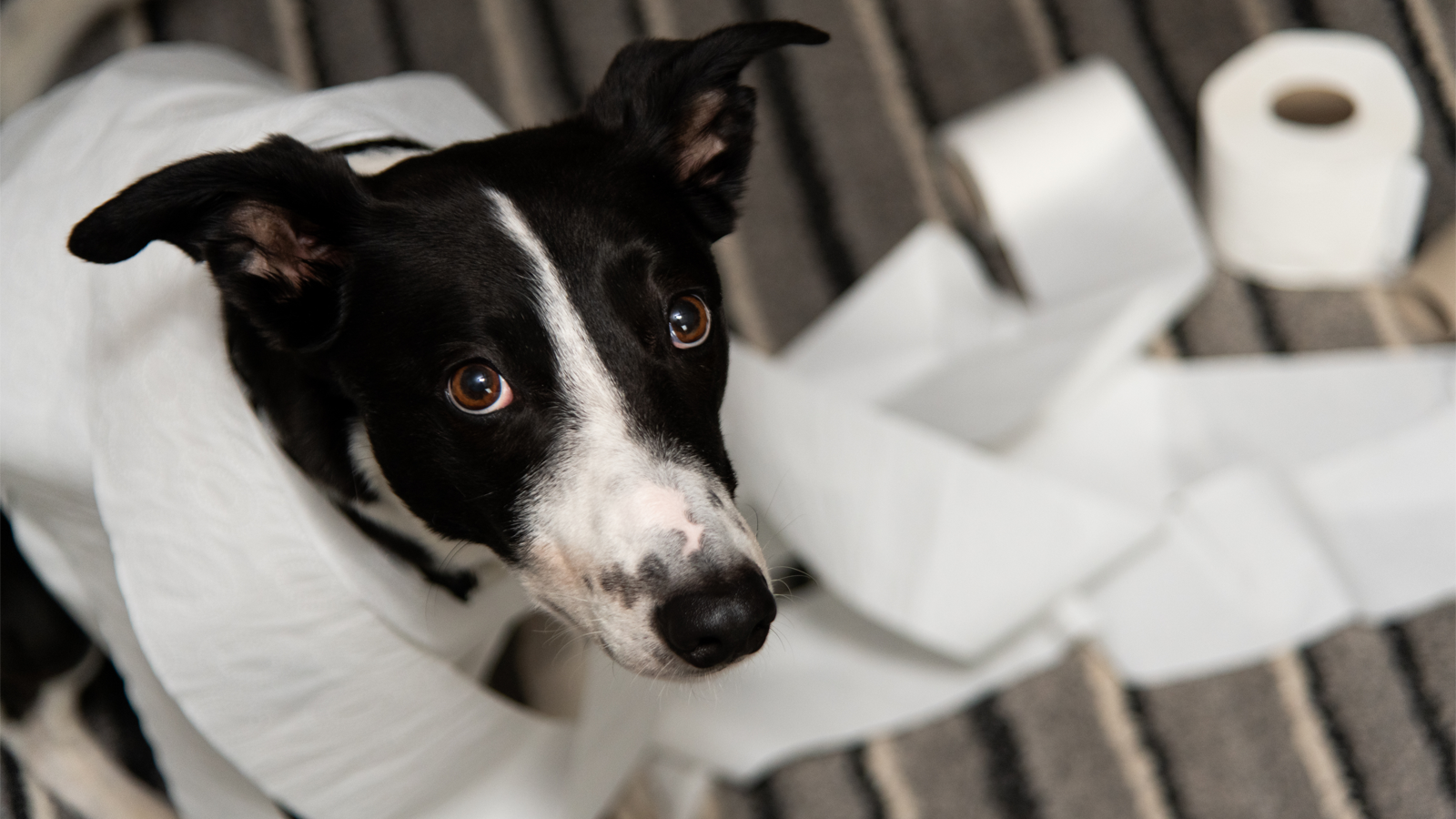 Scientists Try To Figure Out Why Dogs Eat Their Own Poop