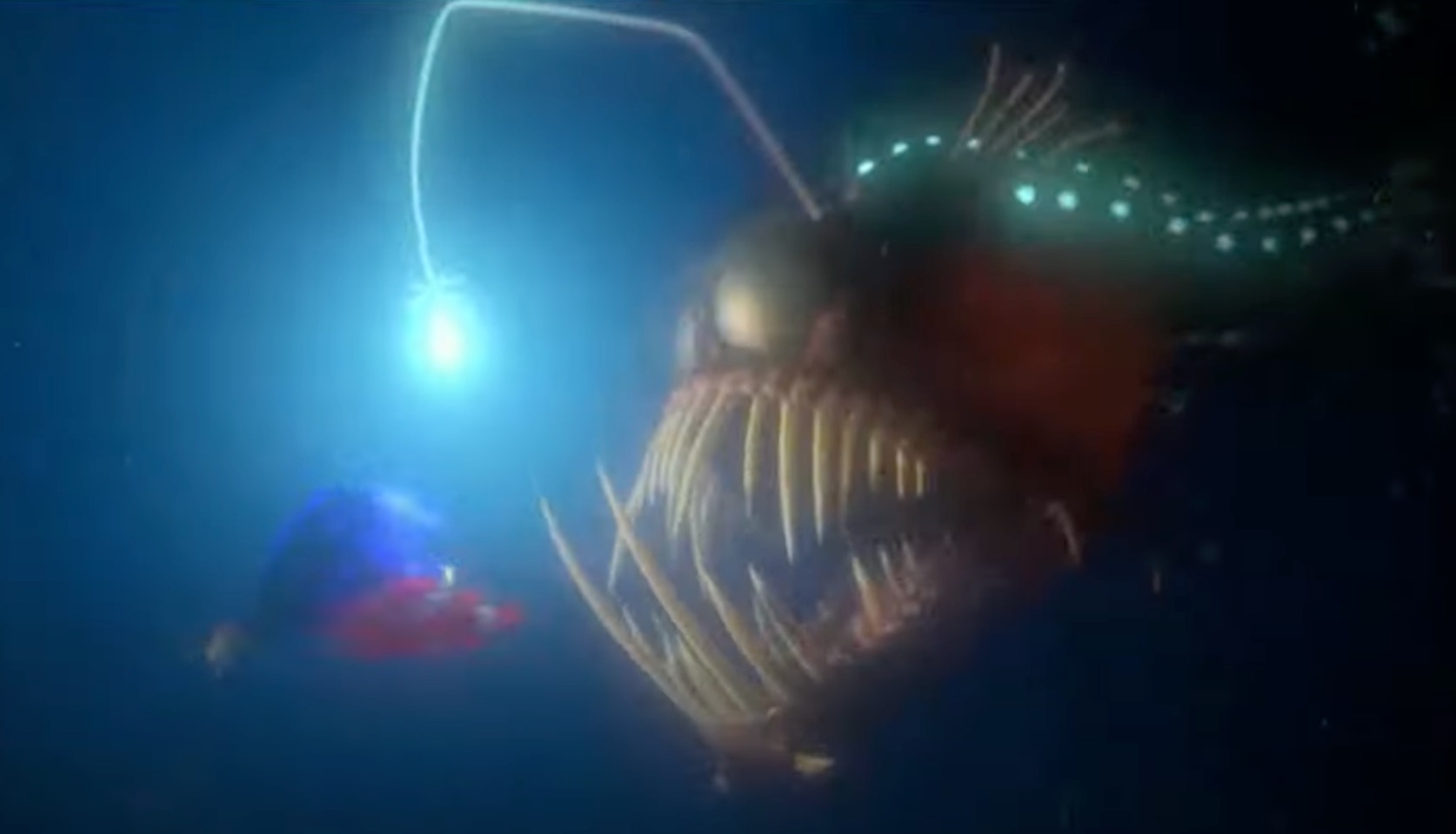 Rare 'Footballfish' With Scary Teeth Wound Up On California Beach