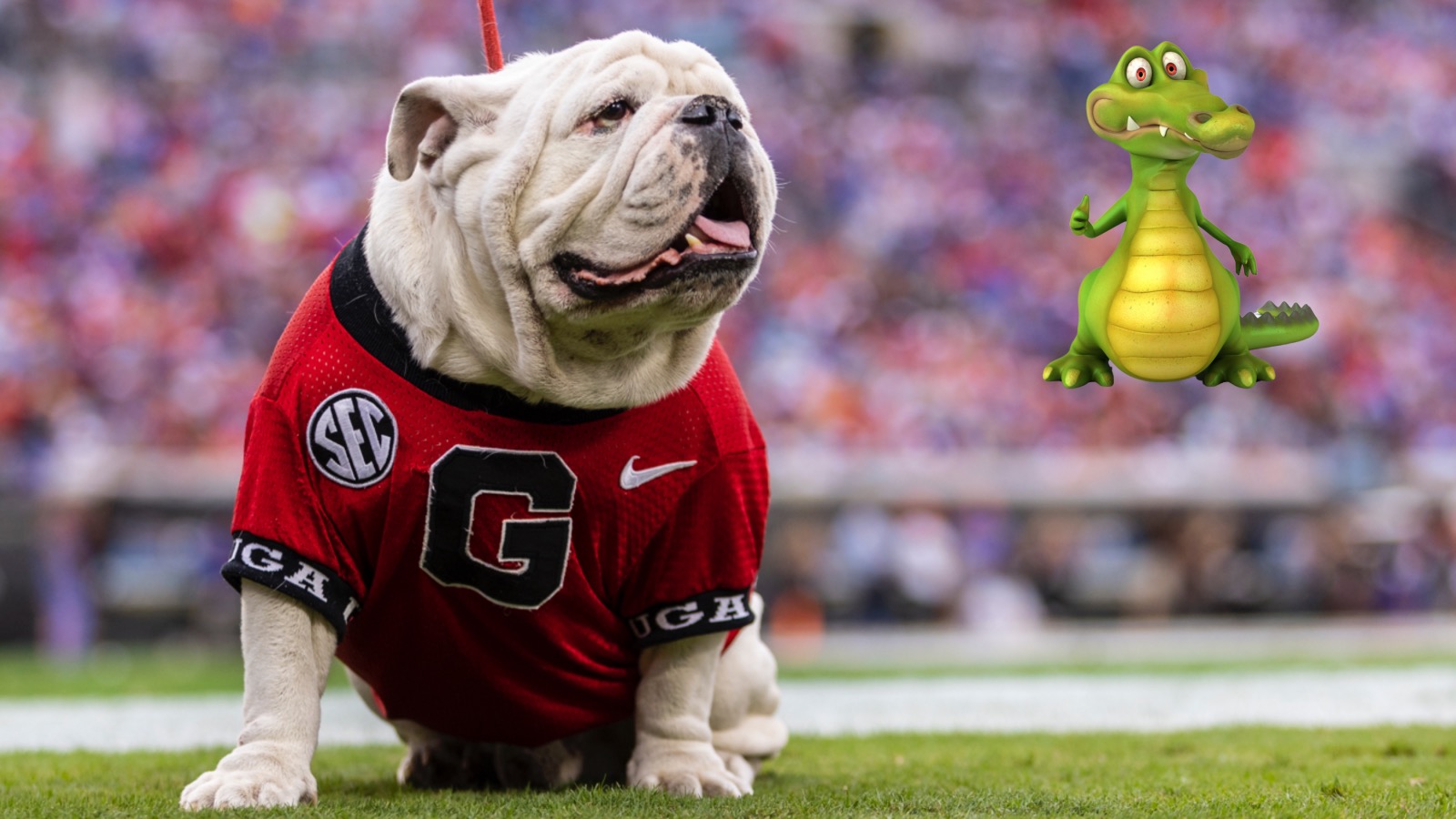 Georgia Grocery Store Selling Whole Alligators To UGA Fans