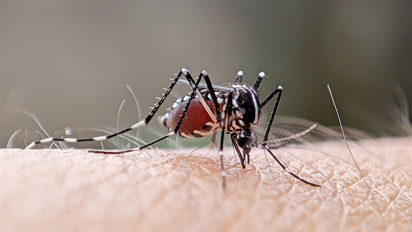Dermatologist Reveals The Reasons Mosquitoes Bite People