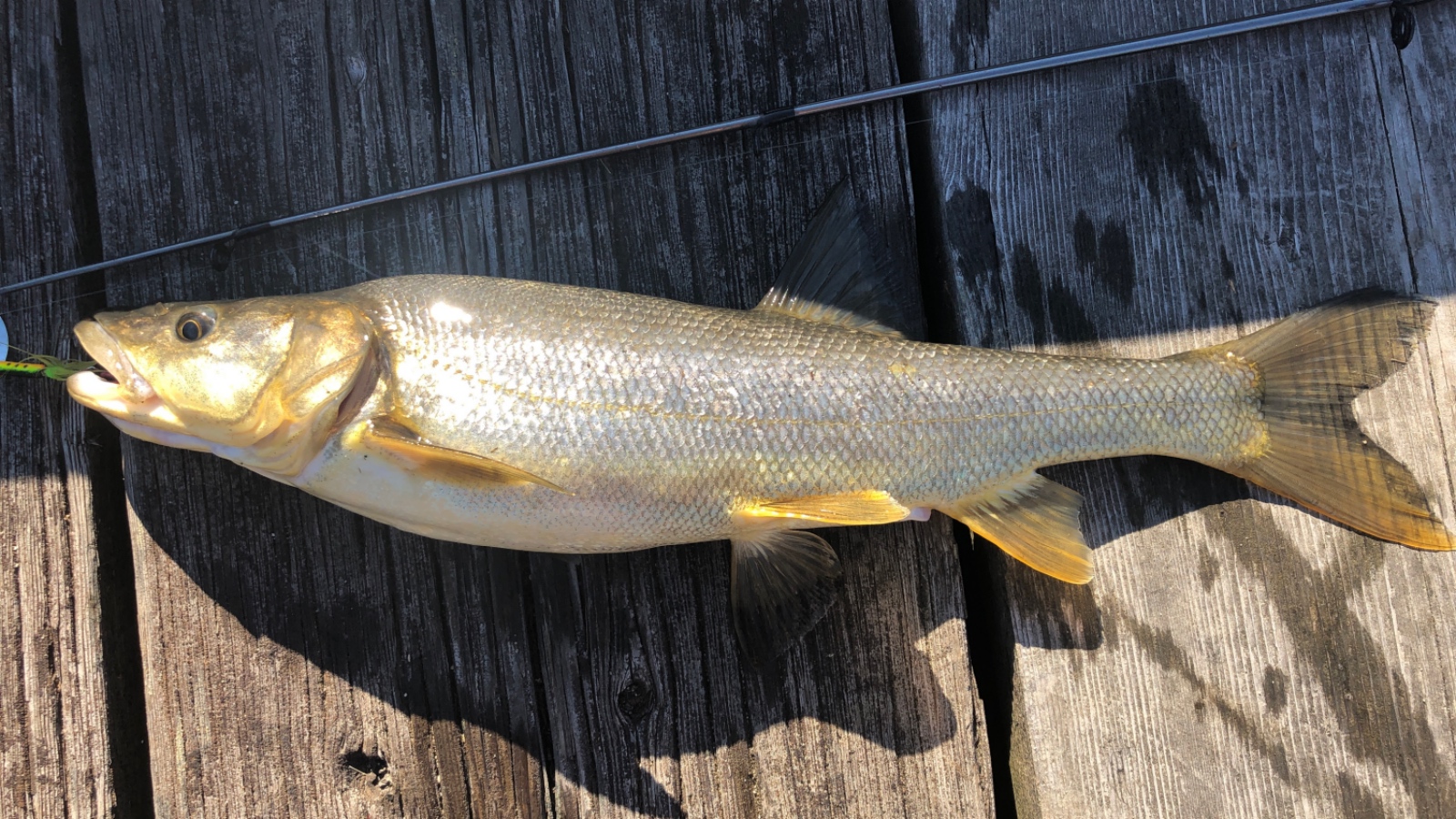 Angler Earns $107K Catching Over 10K Unwanted Pikeminnows