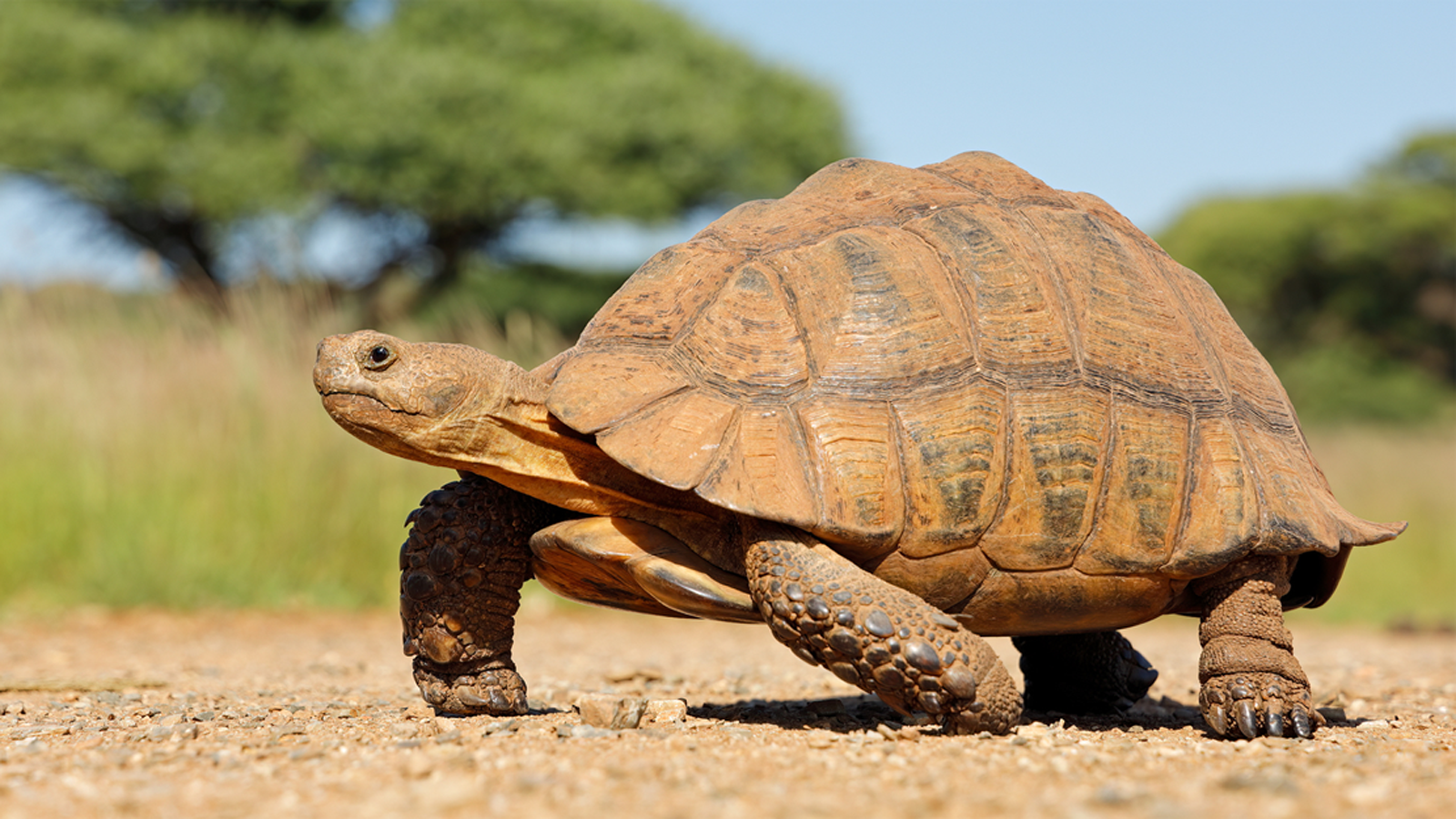 Tortoise Found 2 Miles Away After Escaping For The THIRD TIME
