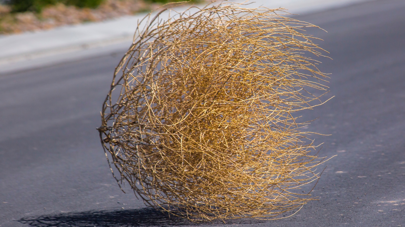 Storm Covers Montana Town In Piles Of Tumbleweeds (Video)
