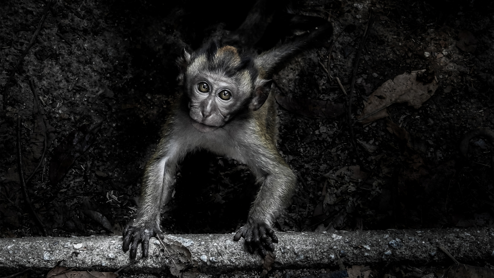 Scientists Created Chimeric Monkey That Glows Fluorescent Green