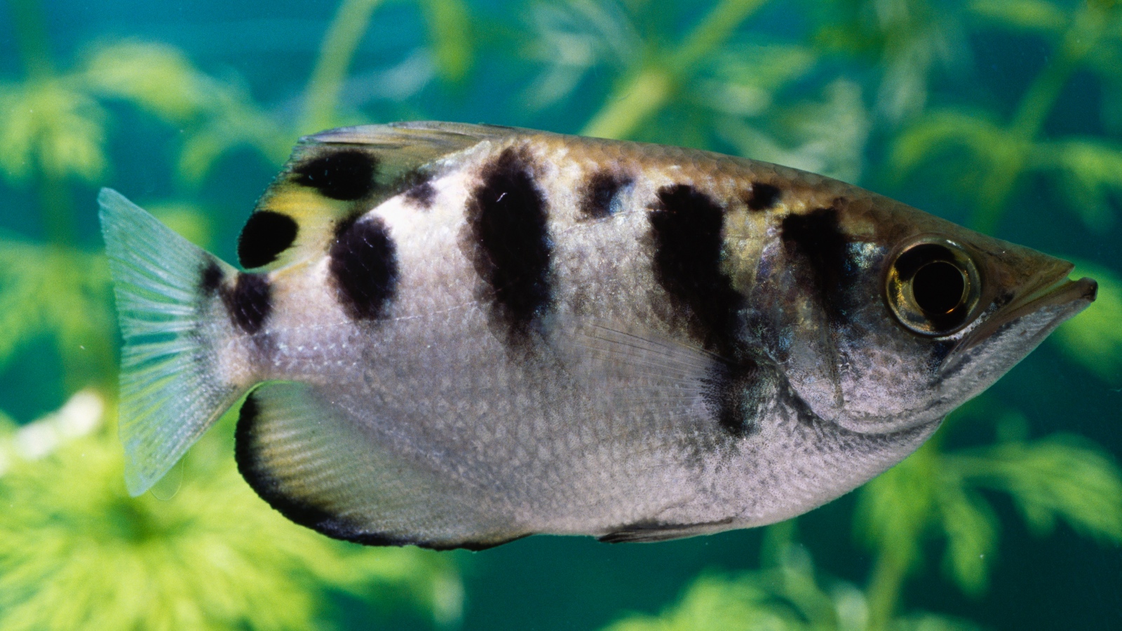 Cameraman Gets Sniped By An Archerfish Spitting In His Eye