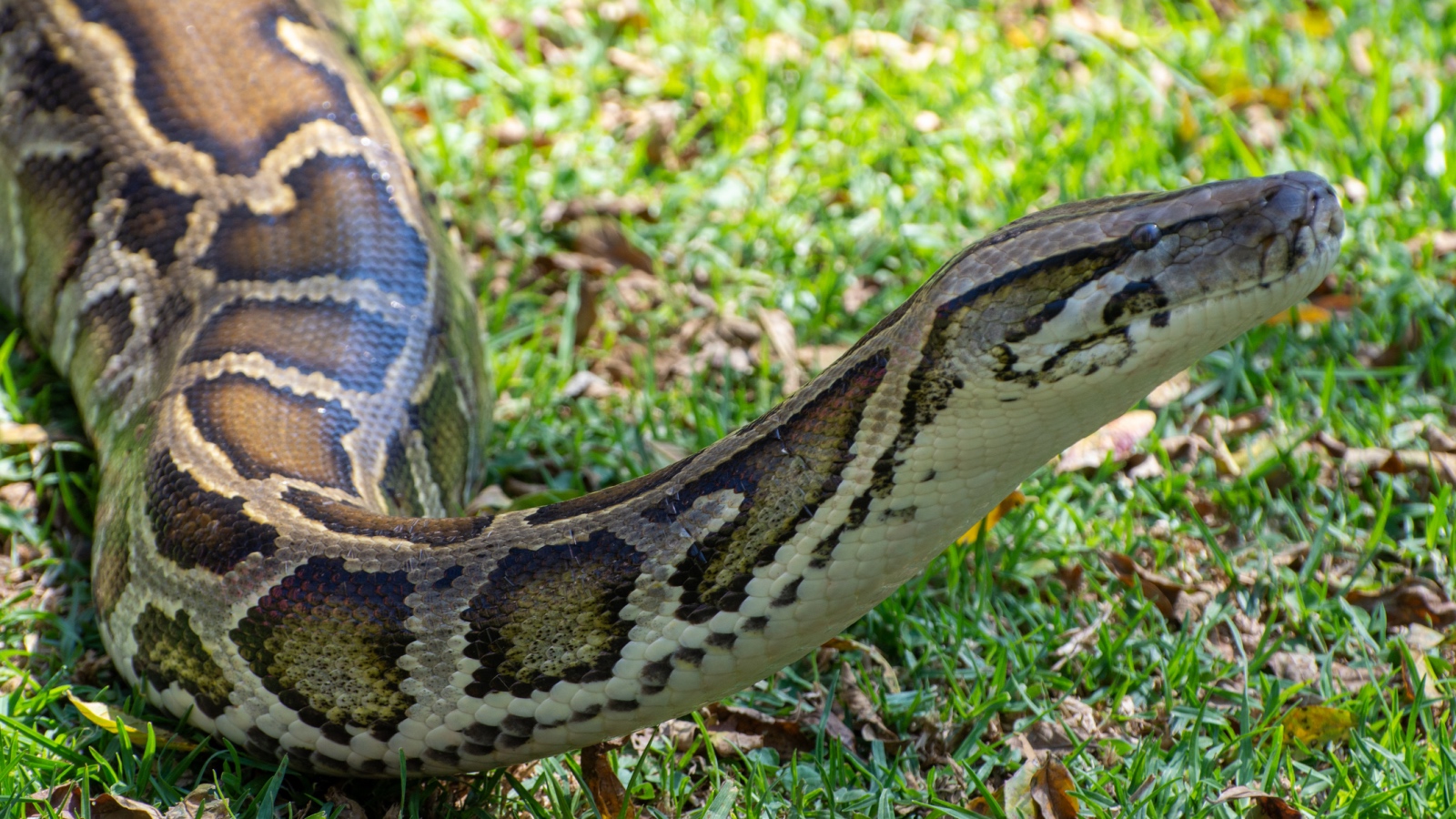 17-Foot, 198-Pound Burmese Python Captured In Florida