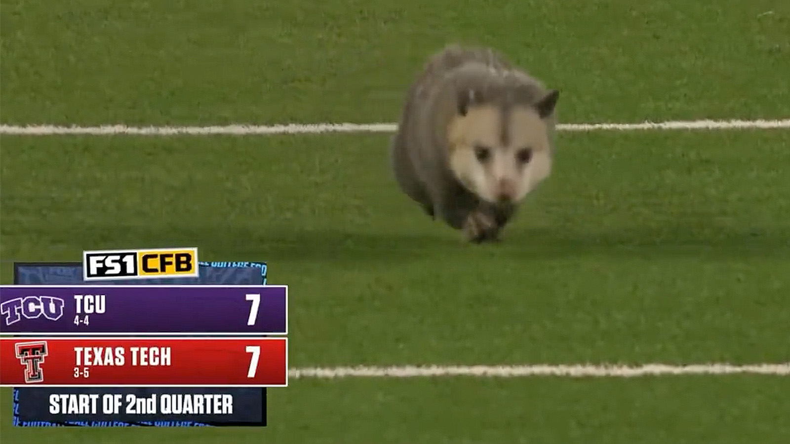 Angry Opossum Crashes College Football Game, Throws Hissy Fit