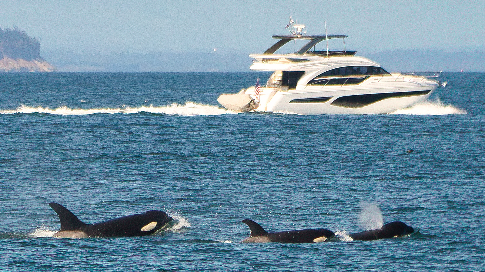 Boaters Are Using Heavy Metal To Try To Prevent Orca Attacks