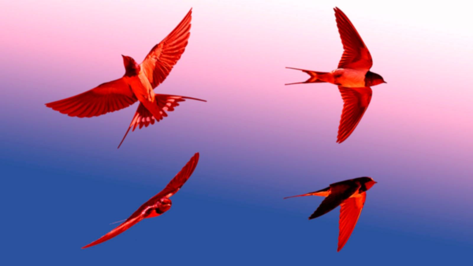 Watch As Hundreds Of Birds Drop Dead Out Of The Sky In China