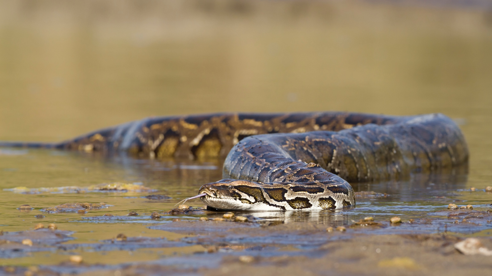Invasive Florida Pythons Are Now Eating Endangered Species