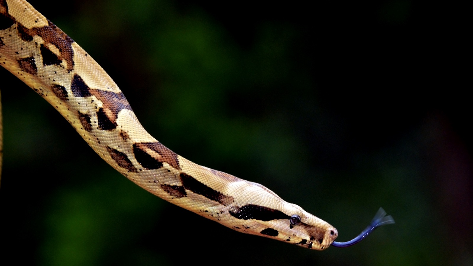 Snake Drops From The Ceiling In The Middle Of Filming A Podcast