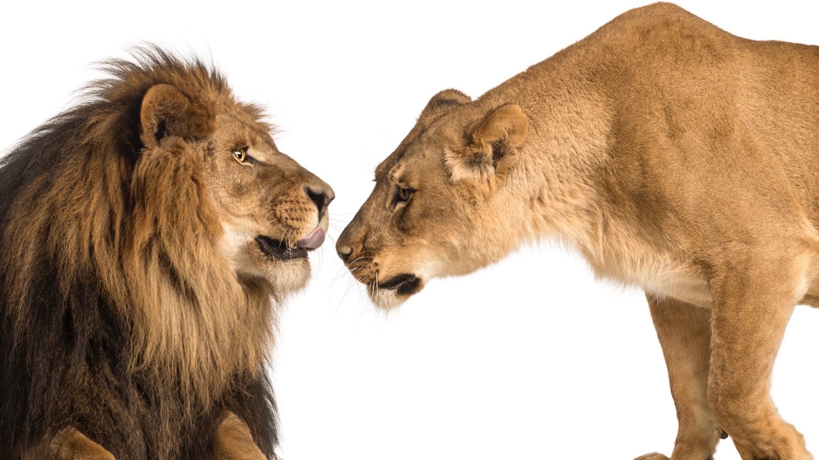 Indianapolis Zoo Calls 'Fake News' On Reports Of Escaped Lions