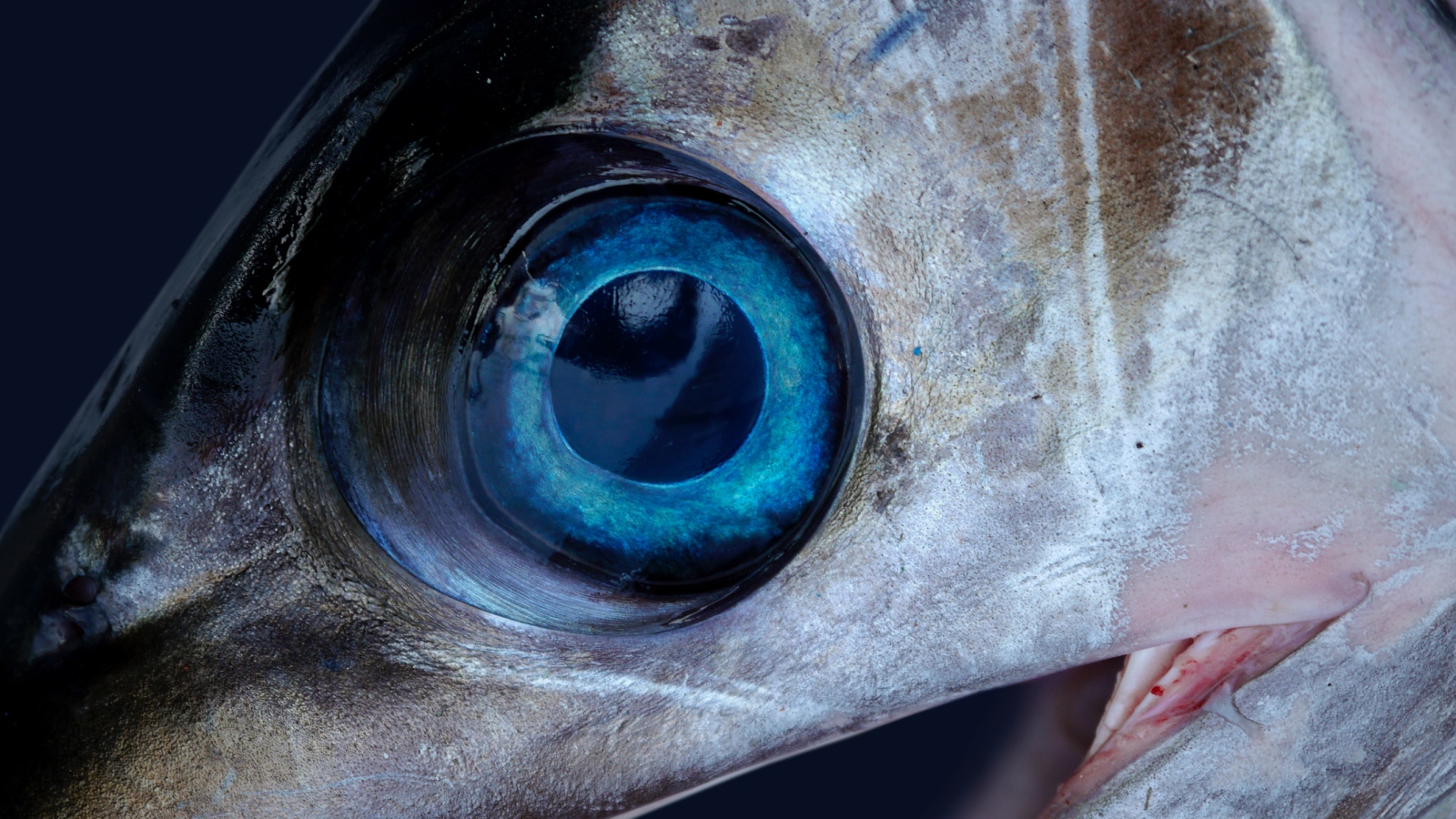 Angler Becomes First To Catch A 100lb Swordfish On A Fly Rod