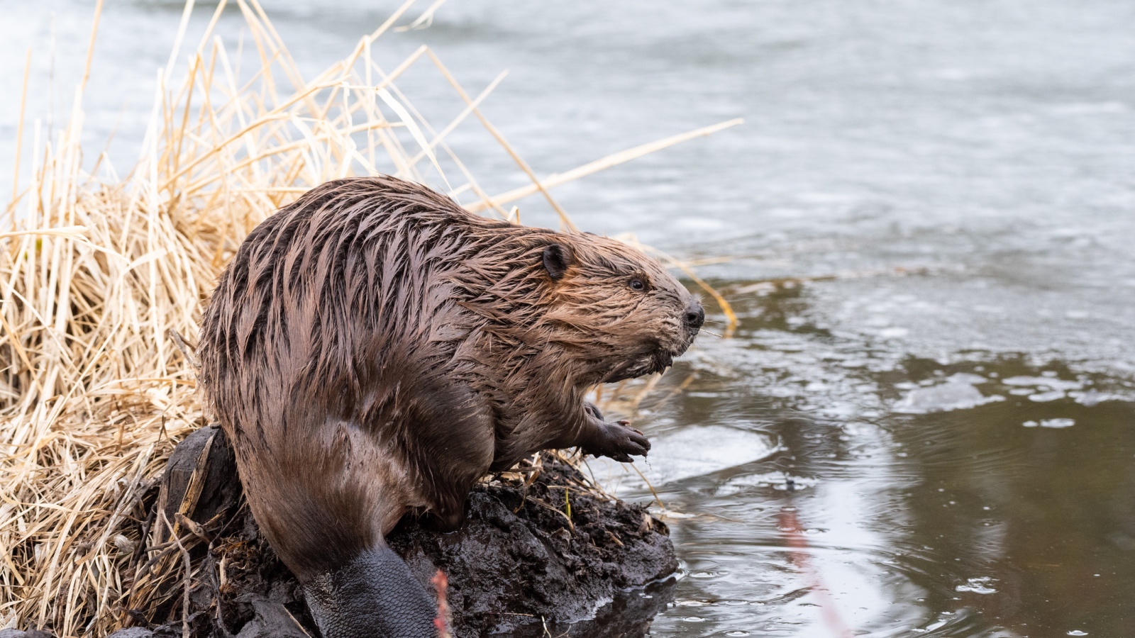 Remote Trail Cam Captures Footage Of Wolves, Beavers, Bears