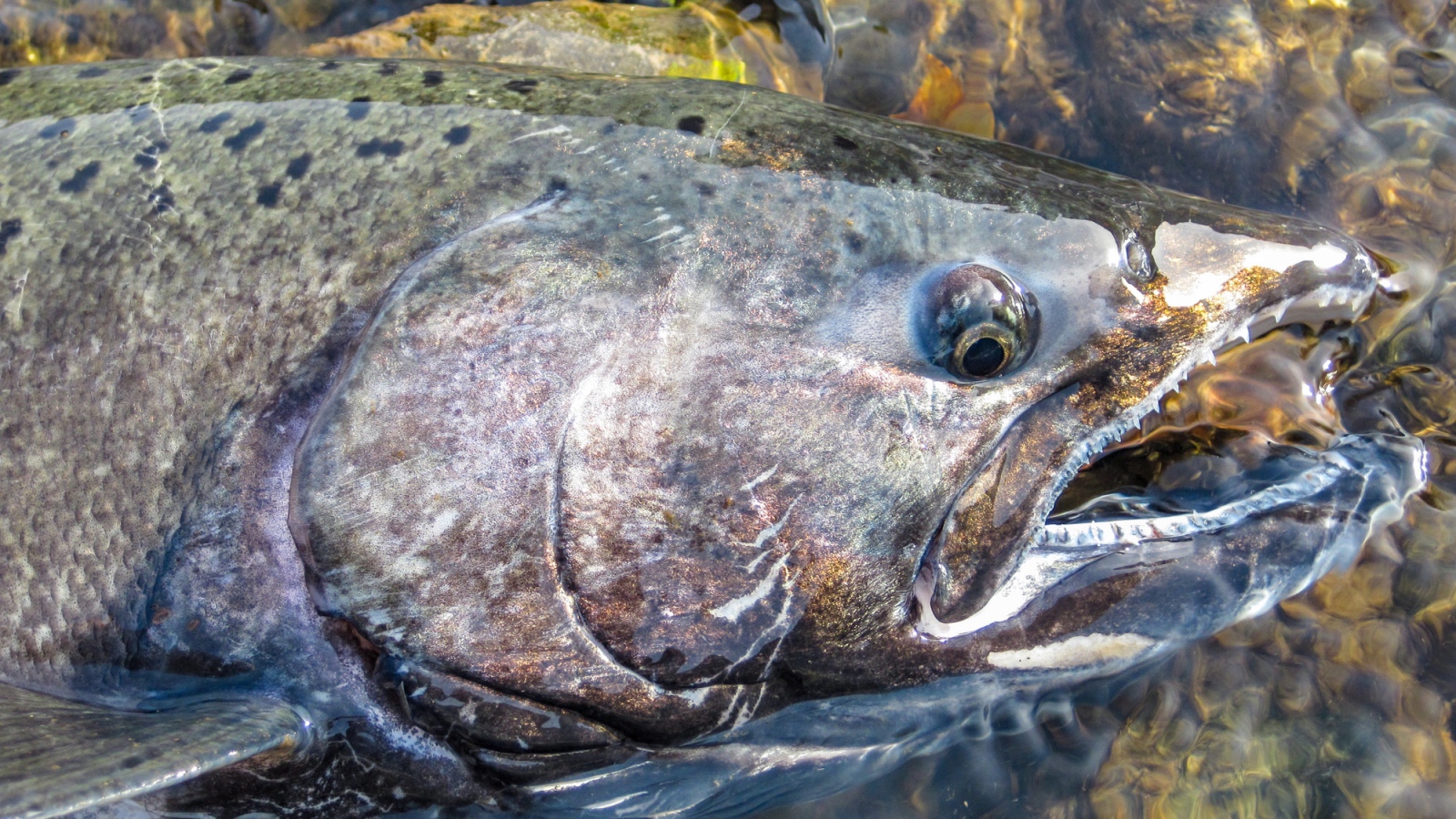 Chinook Salmon Caught In Argentina Is The Biggest We've Seen