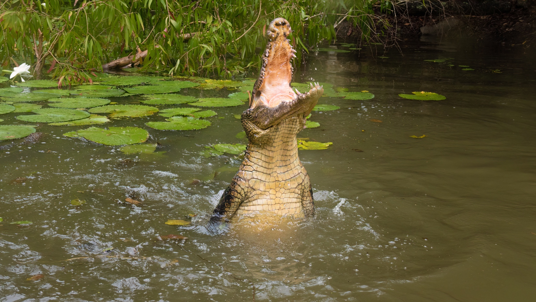 Aussie Man Survives Crocodile Attack After It Jumped Into His Boat