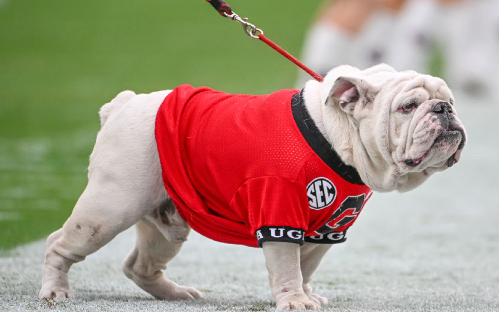 PETA Under Fire Over Post About Death Of Georgia Bulldogs Mascot - BroBible