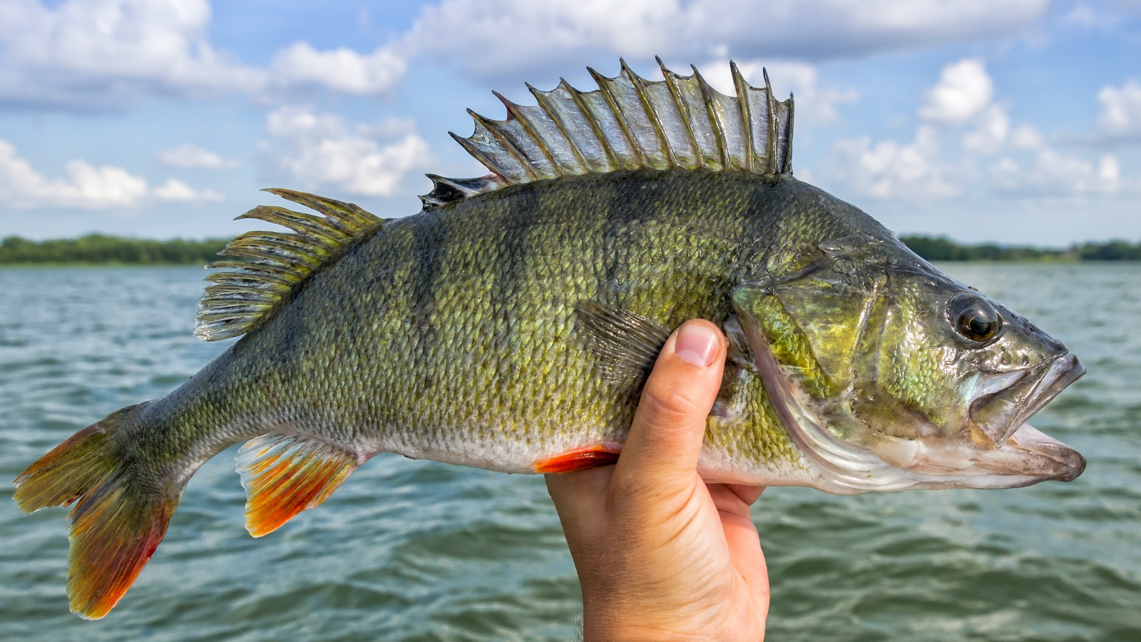 Missouri Man Breaks Perch Fishing Record After Joking About It