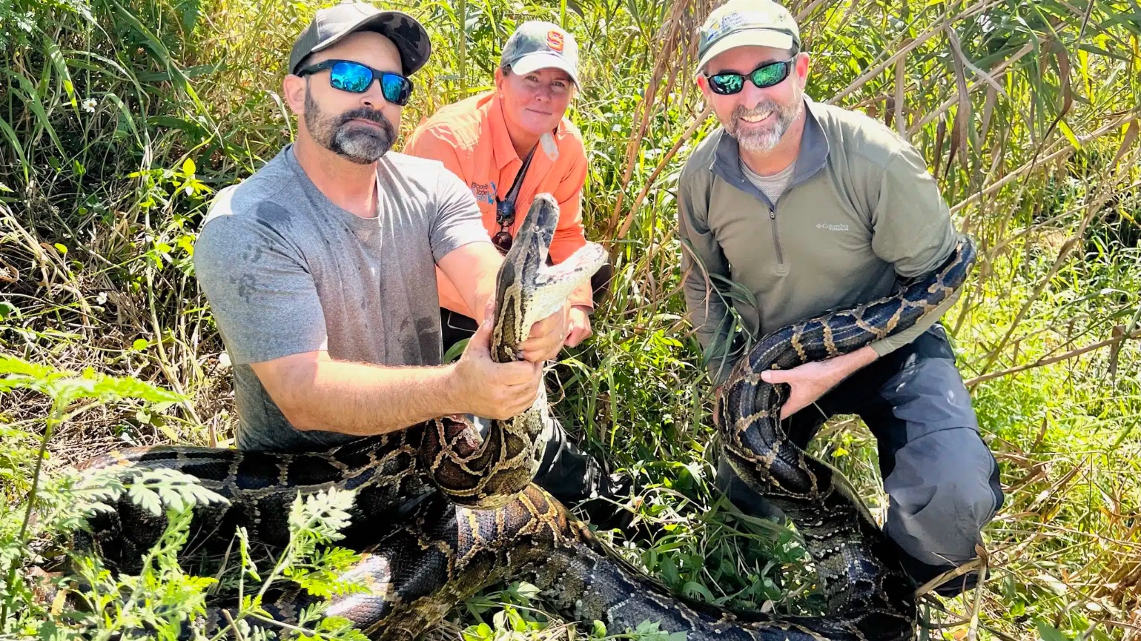16-Foot, 120-Pound Female Burmese Python Captured In Florida
