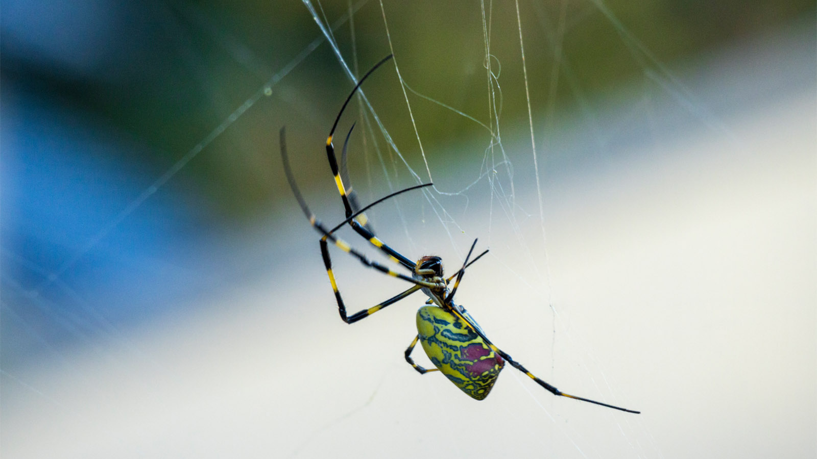 Scientists Warn Giant, Invasive Spiders Could Take Over Cities