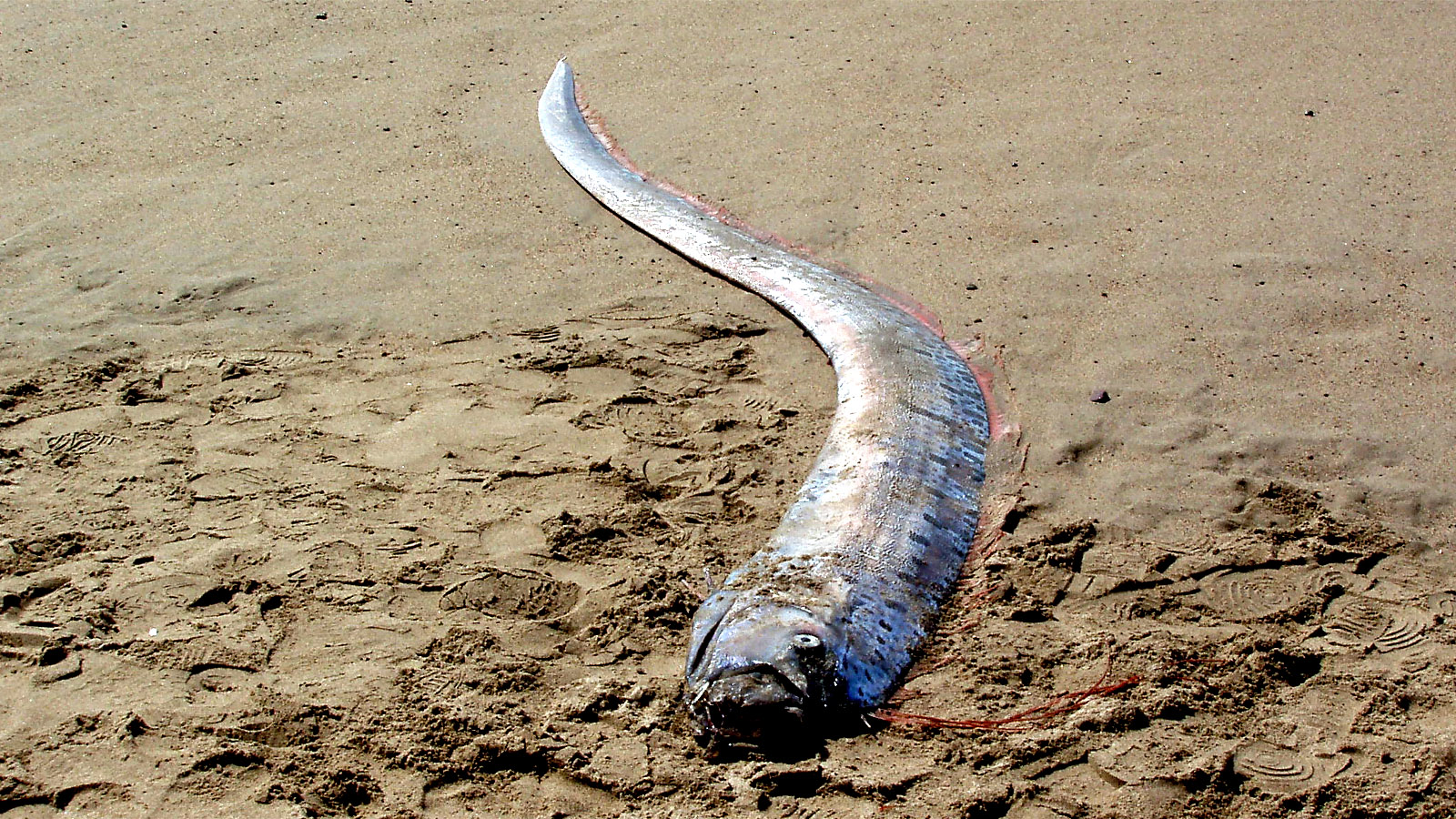 Rarely Seen 12-Foot Long 'Harbinger Of Doom' Oarfish Surfaces