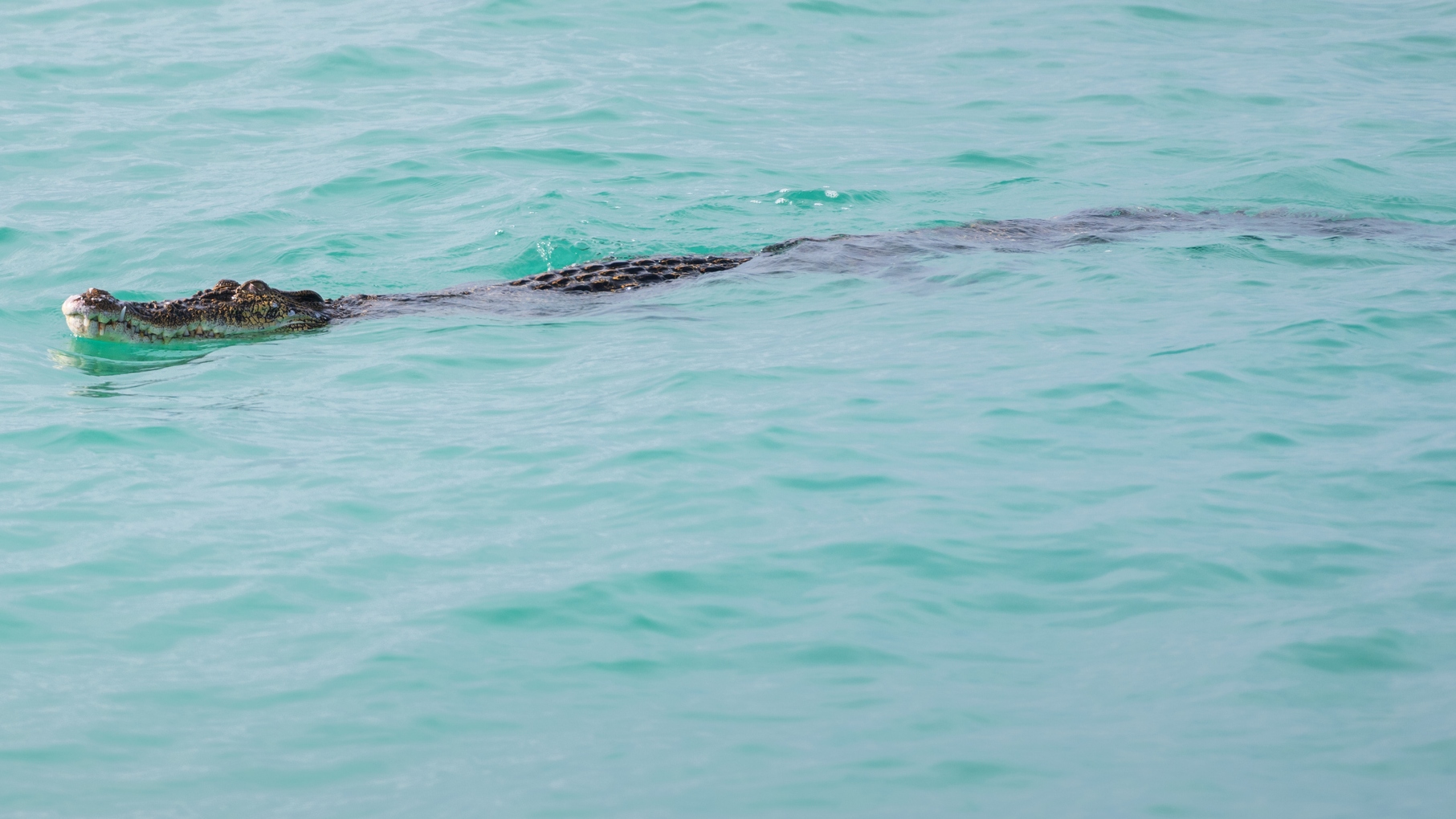 Alligator Spotted At A Florida Beach Just In Time For Spring Break