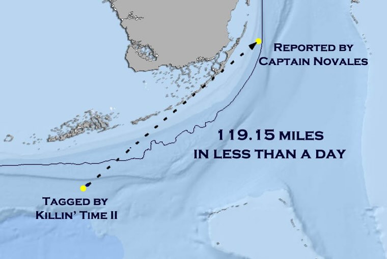 Fish Tracker Reveals How Far Mahi-Mahi Fish Travel In A Day