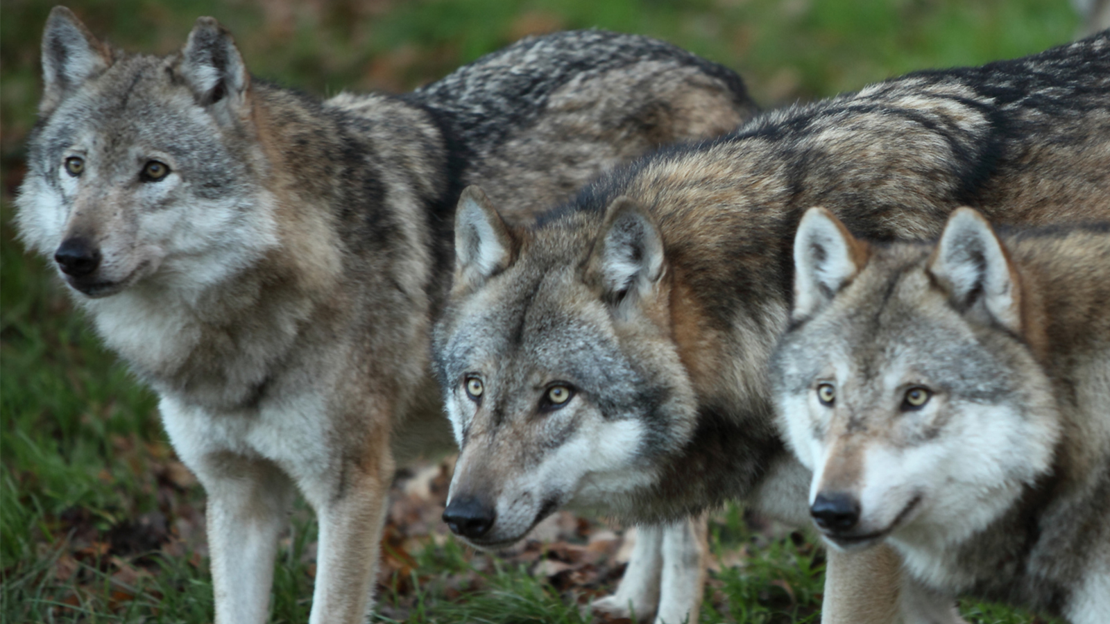 Chernobyl's Mutant Wolves May Be Resistant To Cancer