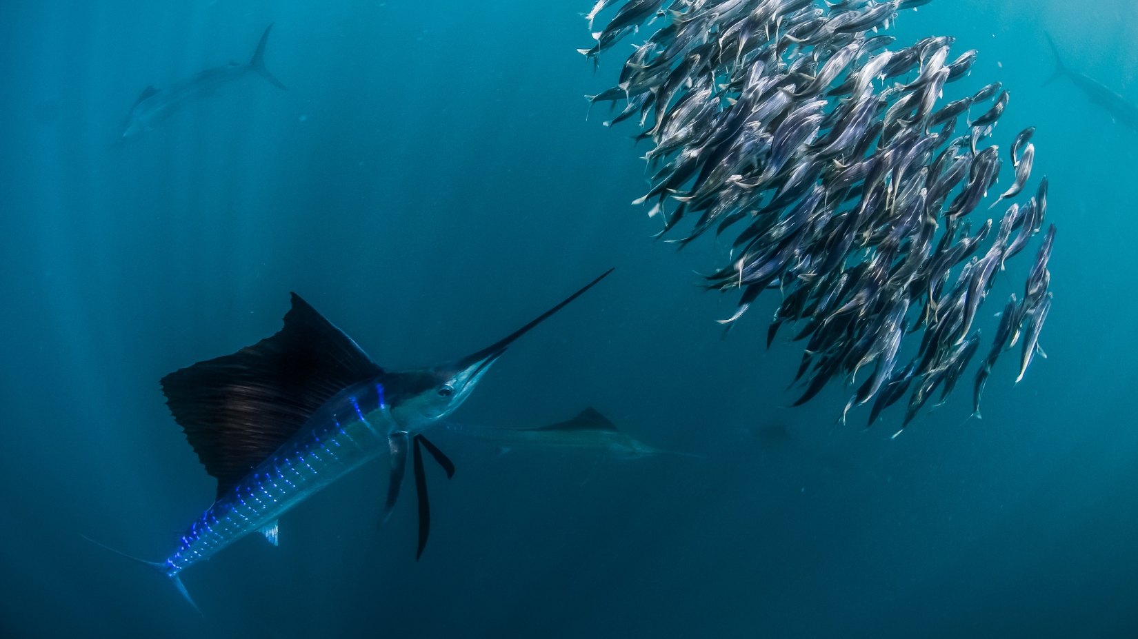 Leucistic Sailfish Caught In Guatemala Looks Like Mirrored Unicorn