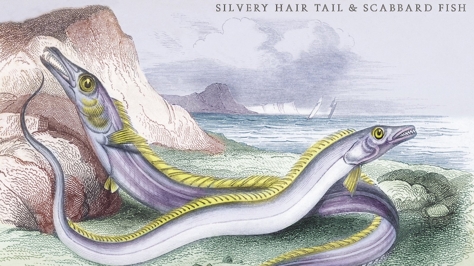 Florida Keys Capt. Catches Rare And Unusual Scabbardfish