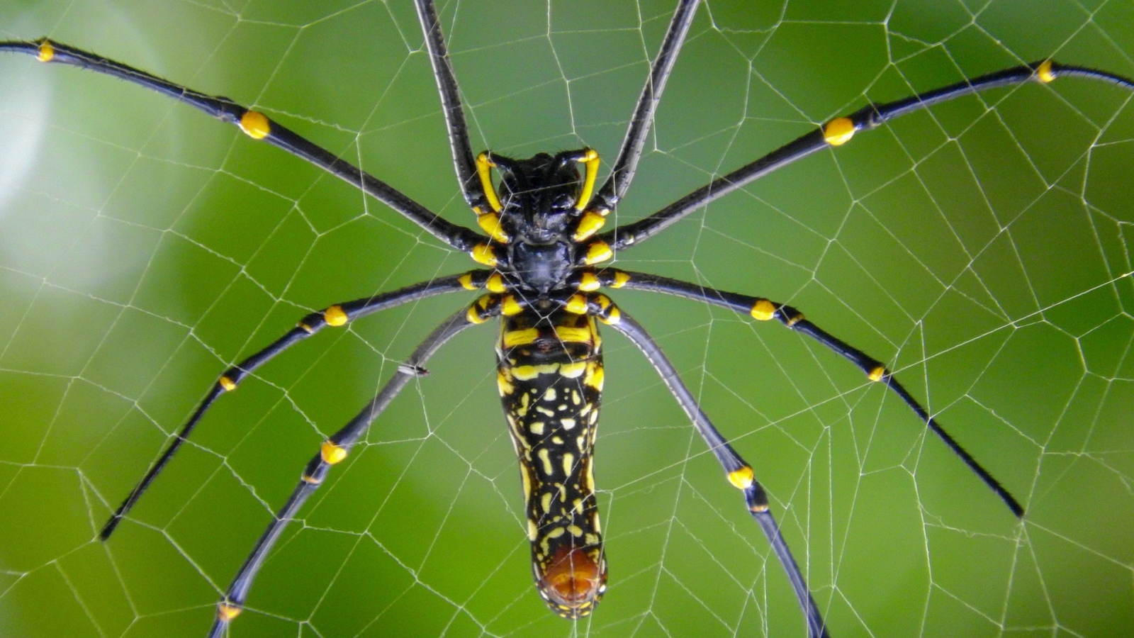 Video Of Huge Spiders Taking Over Bali Is Scaring Off Tourists