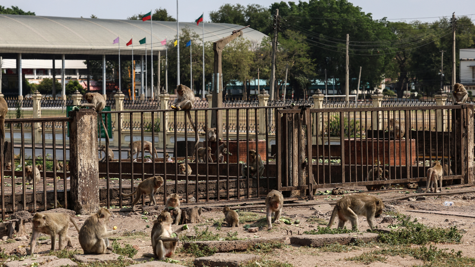 Violent Monkey Gangs Have Taken Over A Town In Thailand