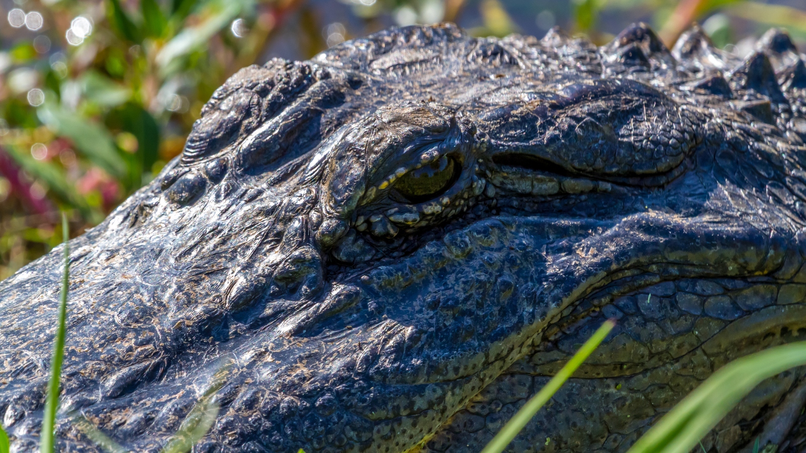 Large Alligator Eats A Redfish On A Texas Beach In Rare Scene