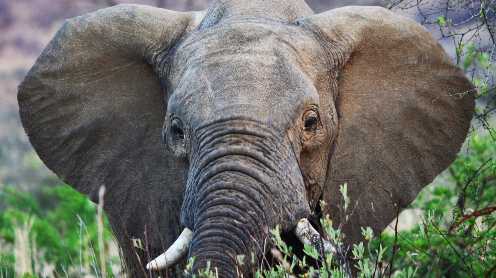Angry Bull Elephant Picks Up And Throws A Safari Vehicle (Video)