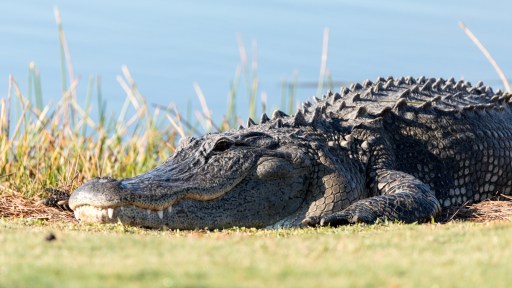 Massive 13-Foot Alligator Walking Through The Woods Like A Dinosaur