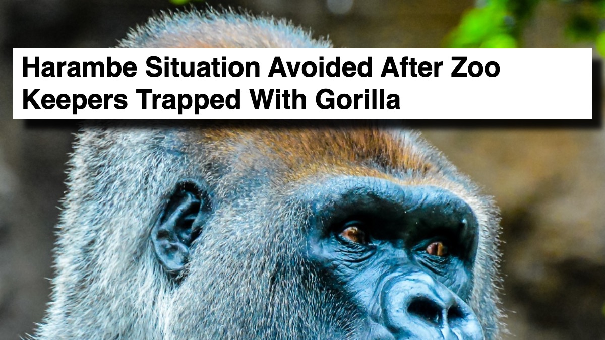Harambe Situation Avoided After Zoo Keepers Trapped With Gorilla