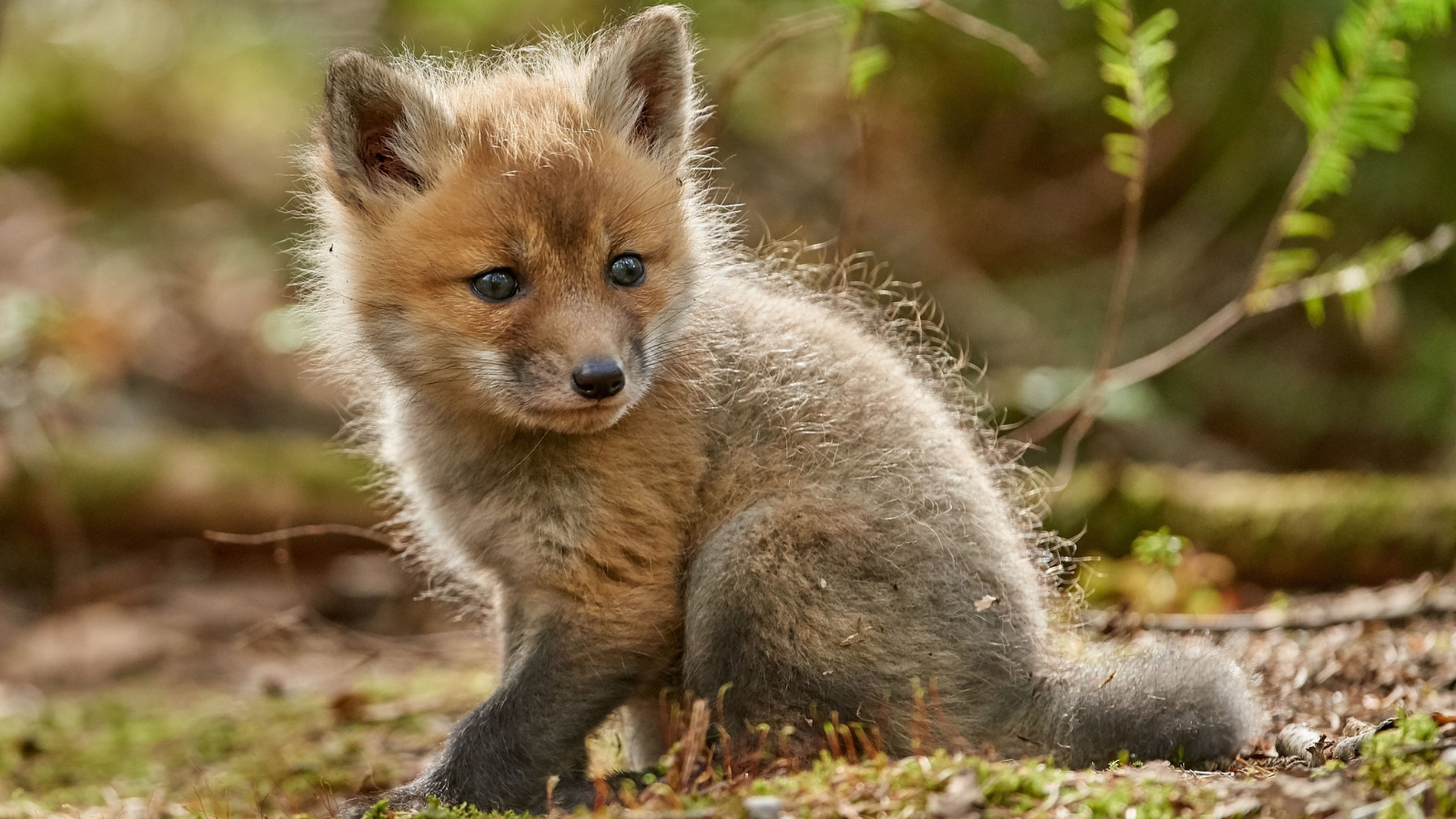 Zookeeper Uses Fox Costume To Feed Orphaned Fox Pup