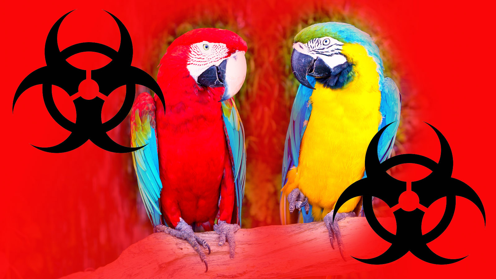 Deadly Parrot Fever Disease Is Killing People In Europe
