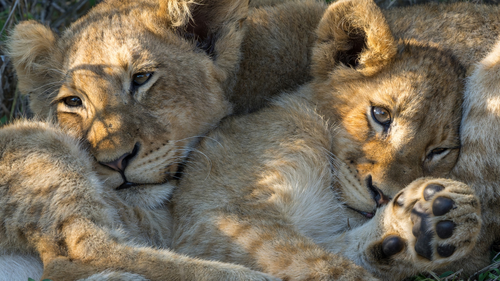 Six Lost Lion Cubs Find Their Mother In Tender Moment (Video)