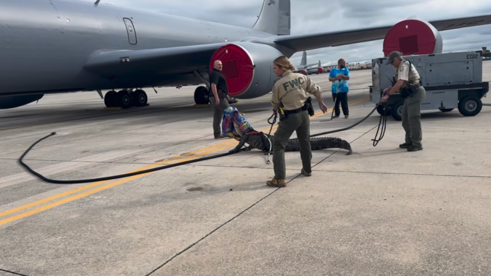 8ft Alligator Found On MacDill AFB In Florida Hiding In A Plane