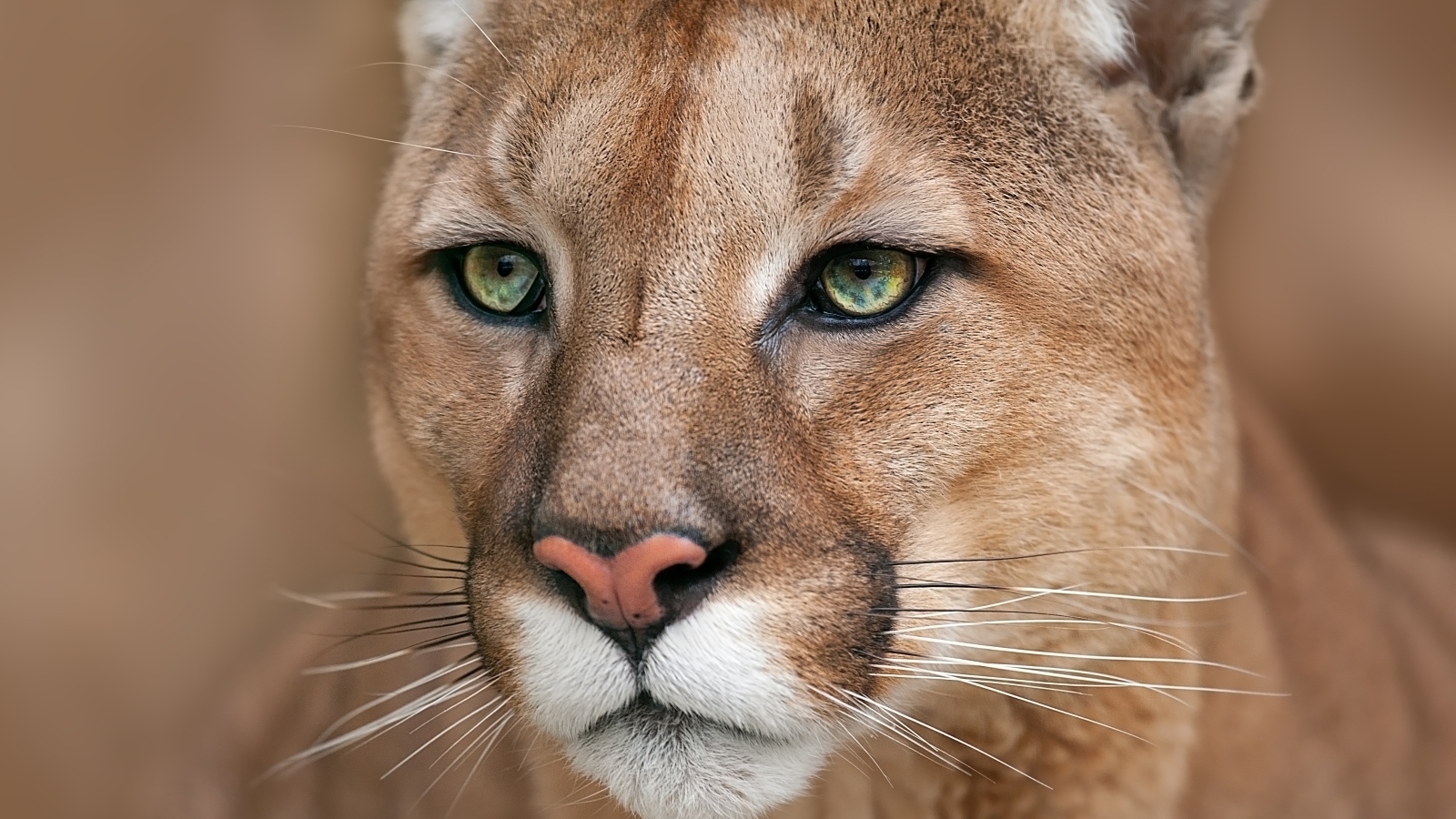 Enormous Mountain Lion Startles Man In Sun Valley With Stare