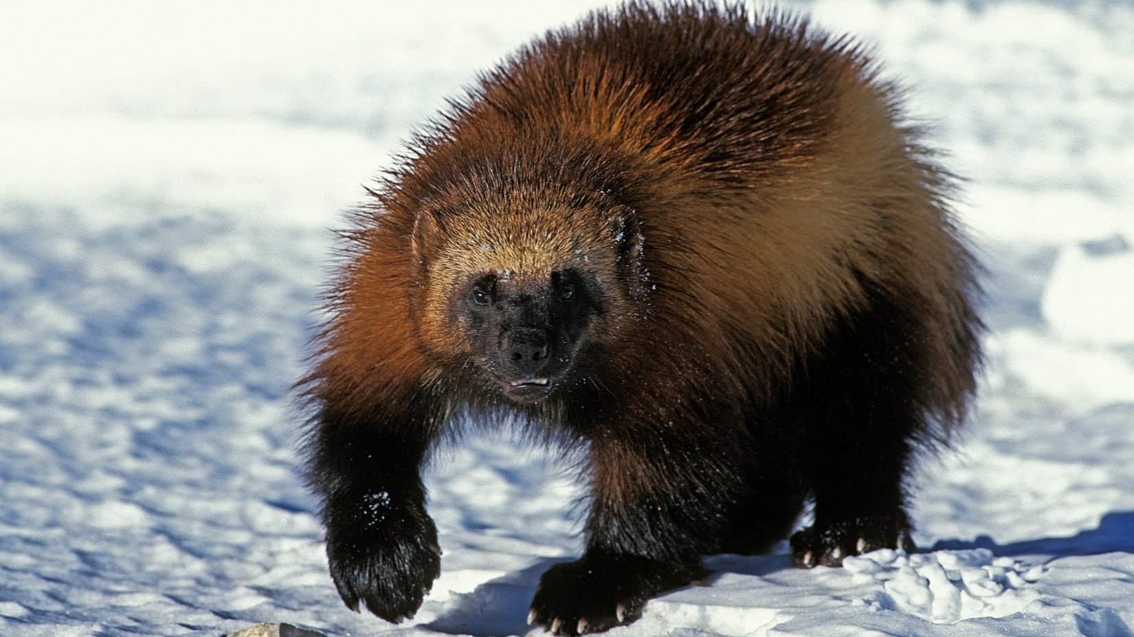 Extremely Rare Wolverine Stuns In Mid-Day Oregon Sighting