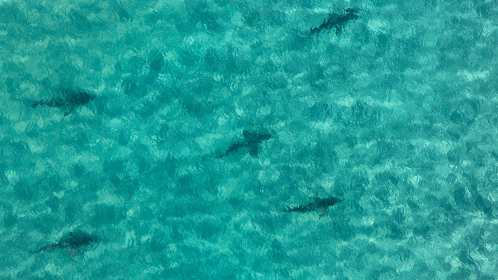 Dozens Of Sharks Swarm Fishing Boat Off A Florida Beach (Video)