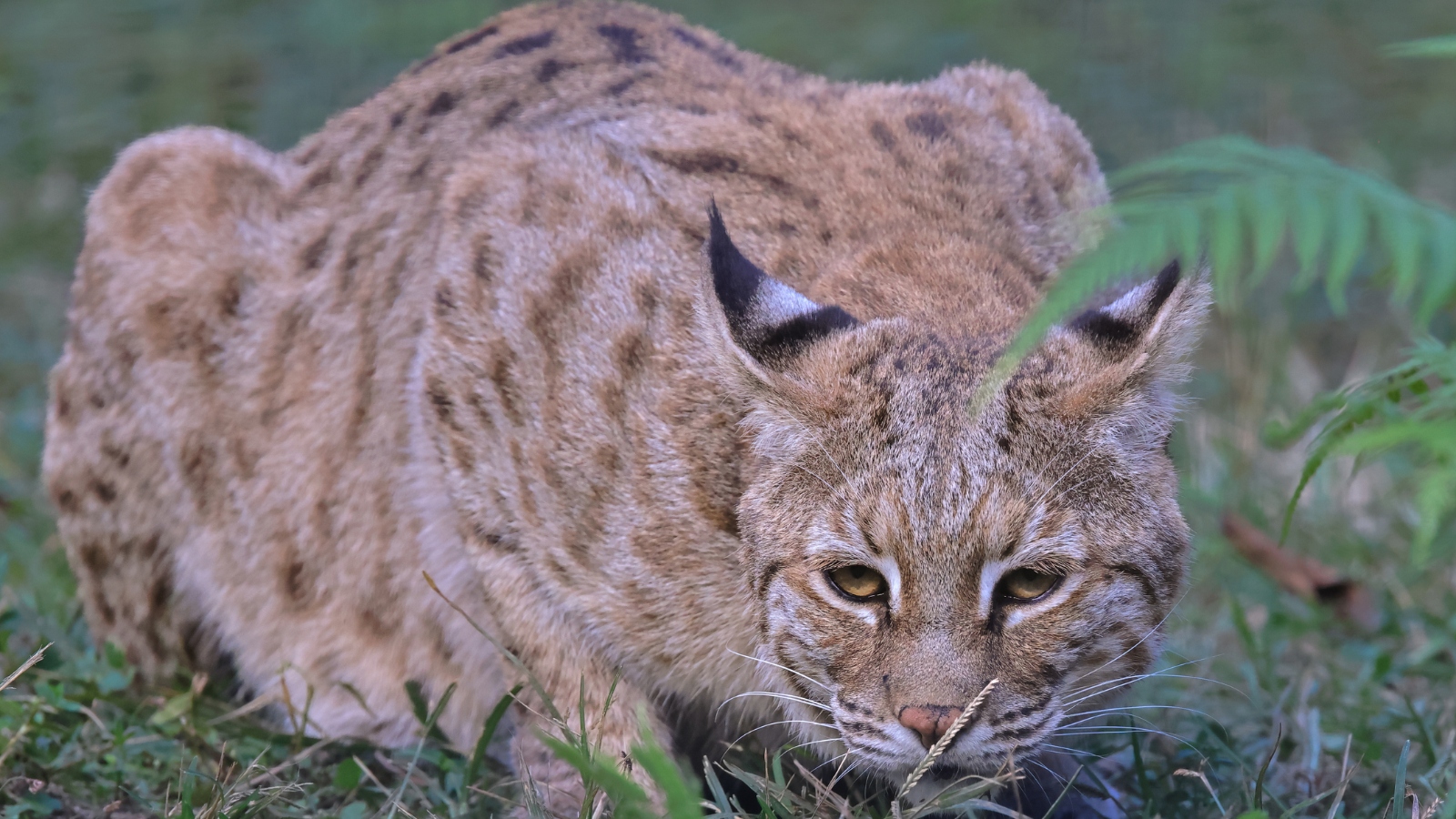 Florida Man Stays Impressively Calm As Huge Bobcat Shows Up