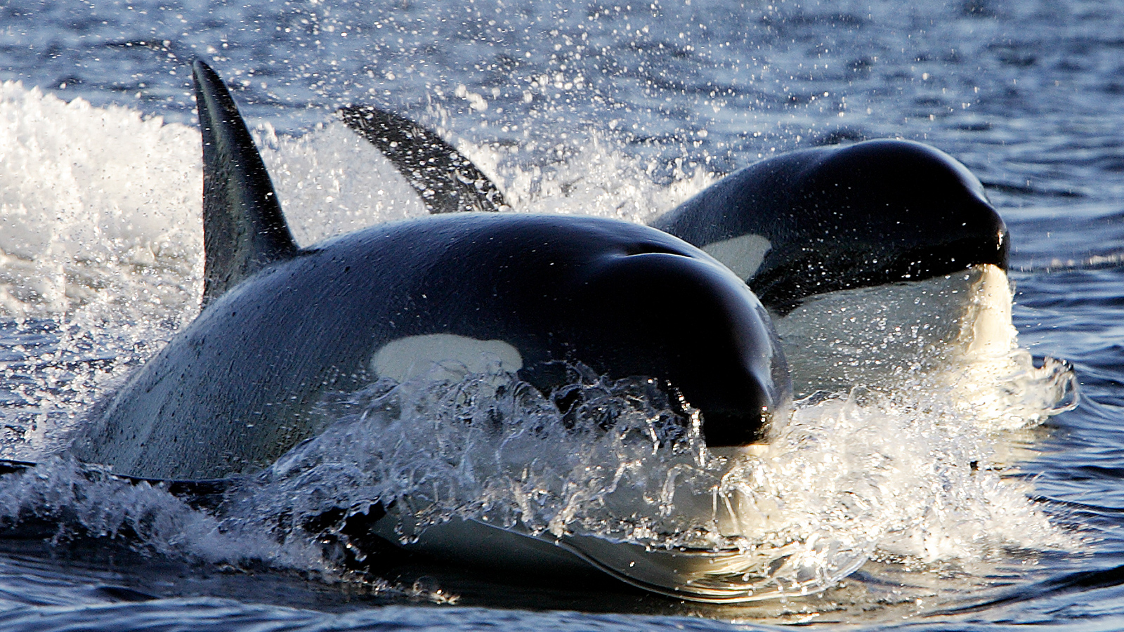 Extremely Rare Pod Of Orcas Spotted In The Gulf Of Mexico